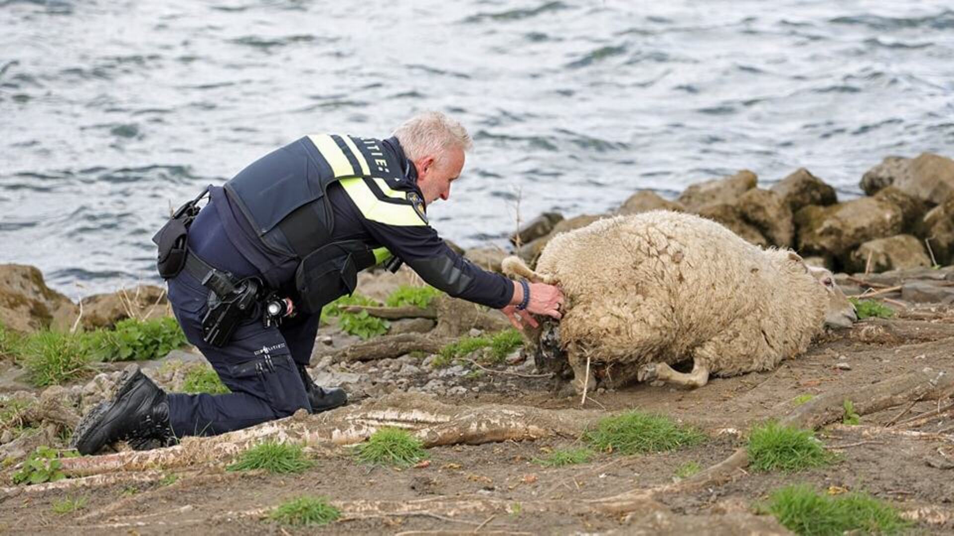 Politie schiet bevallend schaap te hulp, maar lam overleeft het niet