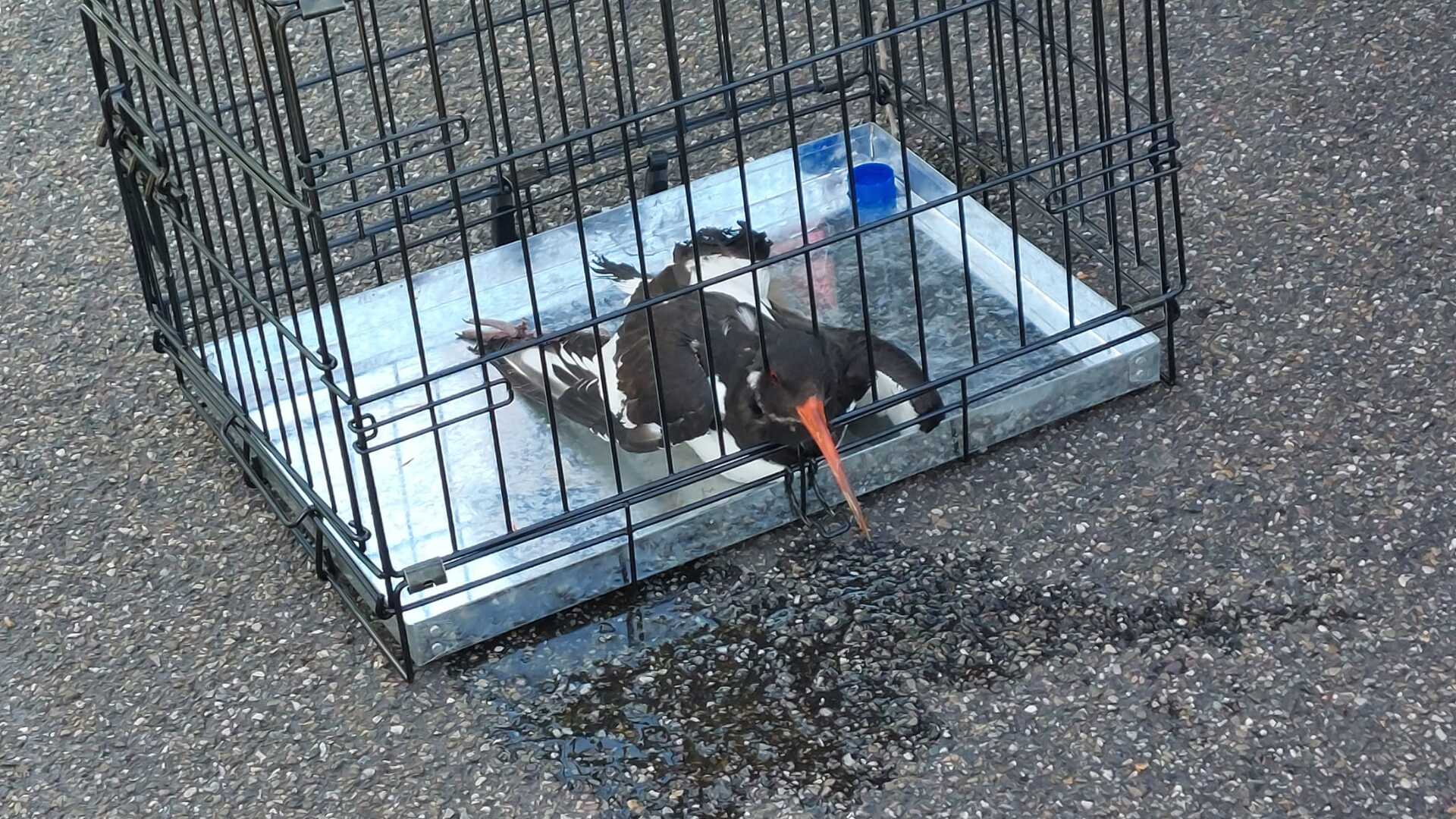 Brandweer Waalwijk zet hoogwerker in om vastgekomen vogel te redden